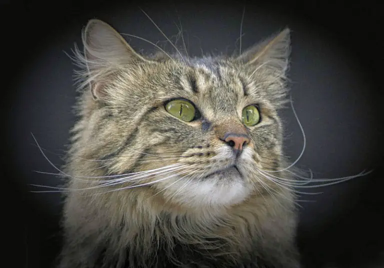 The Majestic Norwegian Forest Cat – The Purrington Post
