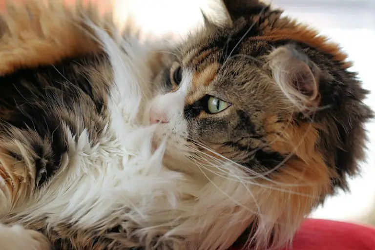 The Maine Coon Cat – Born of Legend, Myth & Folklore – The Purrington Post