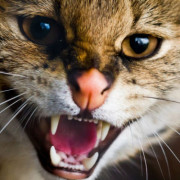 11 Cat Sounds and What They Mean – The Purrington Post