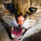 11 Cat Sounds and What They Mean – The Purrington Post