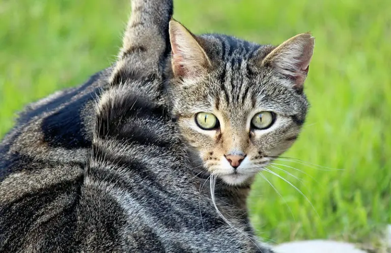 Yoga Kitties: Cats Doing Downward Dog – The Purrington Post