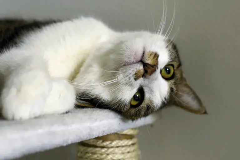 A Guide to Understanding Your Cat – The Purrington Post