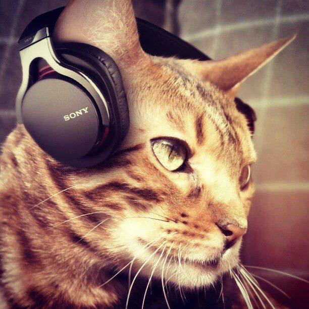 Do Cats Like Music The Purrington Post Do Cats Like Music The Purrington Post