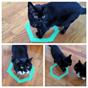 Trick Your Cat with a Circle – The Purrington Post