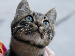 11 Cat Sounds and What They Mean – The Purrington Post