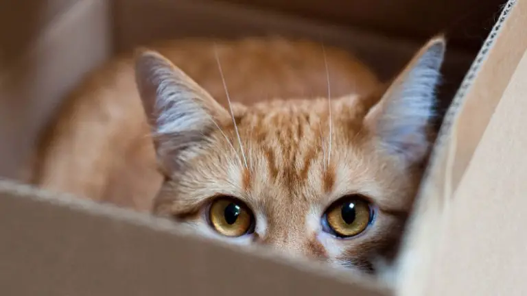 Why Do Cats Love Cardboard Boxes? – The Purrington Post