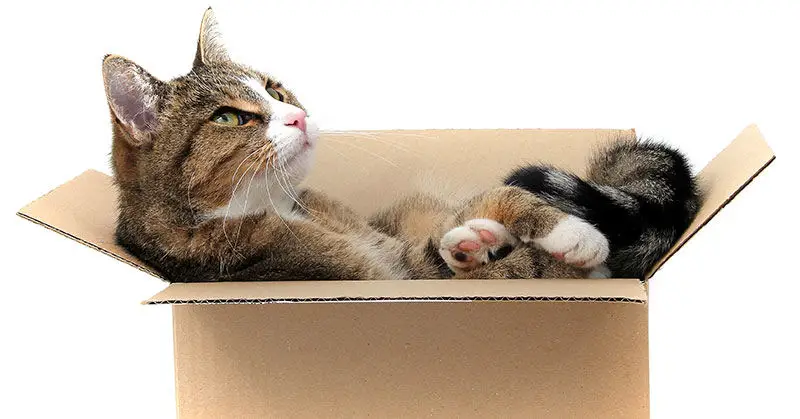 Why Do Cats Love Cardboard Boxes? - The Purrington Post
