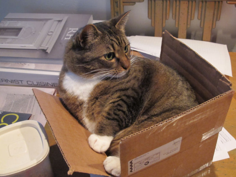 11 Cat Sounds and What They Mean – The Purrington Post