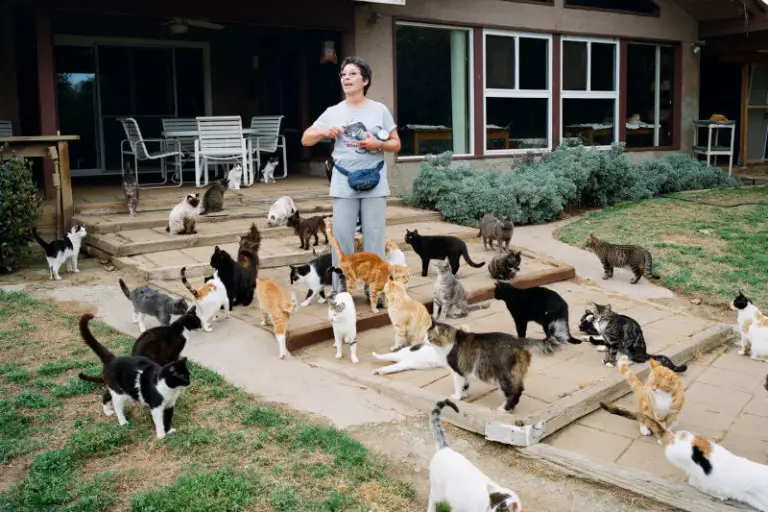 Amazing Real Life Cat Lady! – The Purrington Post