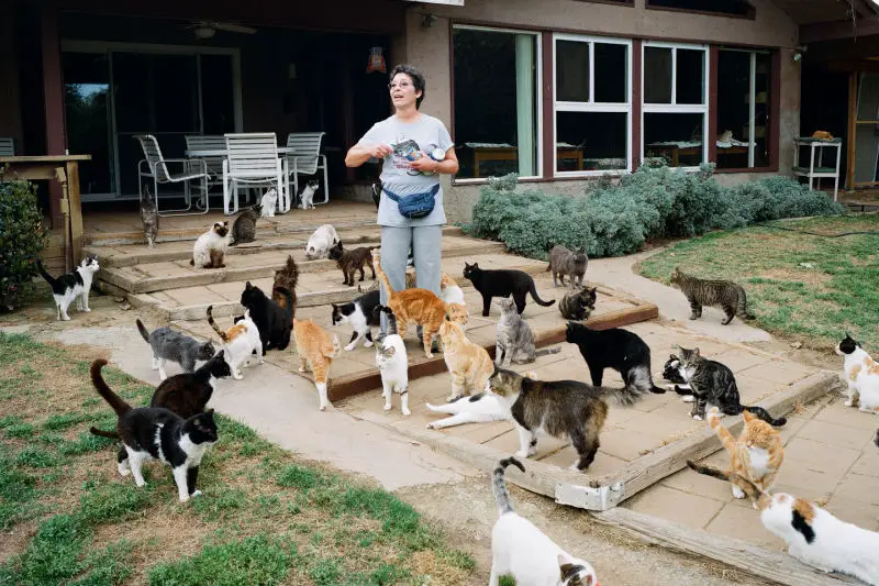 Real Crazy Cat Lady Real Crazy Cat Lady