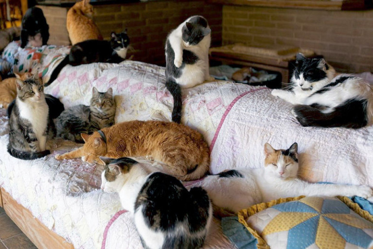 Amazing Real Life Cat Lady! – The Purrington Post