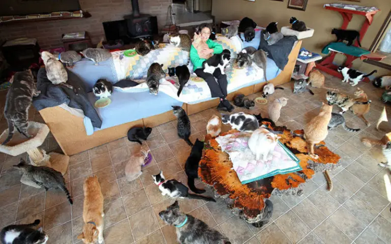 Amazing Real Life Cat Lady! – The Purrington Post