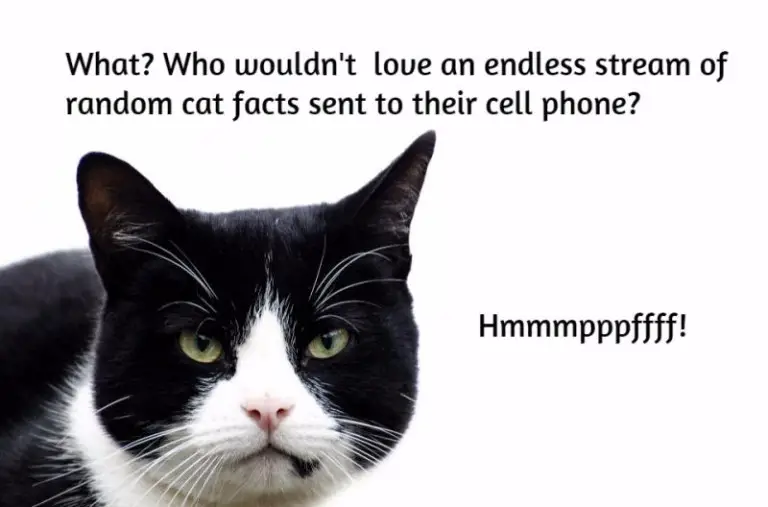 Cat Facts: An App for True Cat Lovers – The Purrington Post