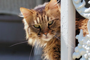 9 Expert Tips for Taking Amazing Photos of Your Cat – The Purrington Post