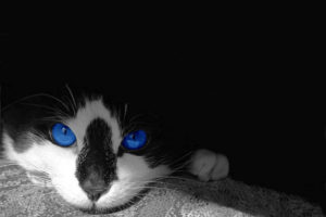 9 Expert Tips for Taking Amazing Photos of Your Cat – The Purrington Post