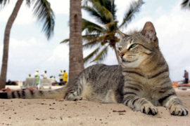 9 Expert Tips for Taking Amazing Photos of Your Cat – The Purrington Post