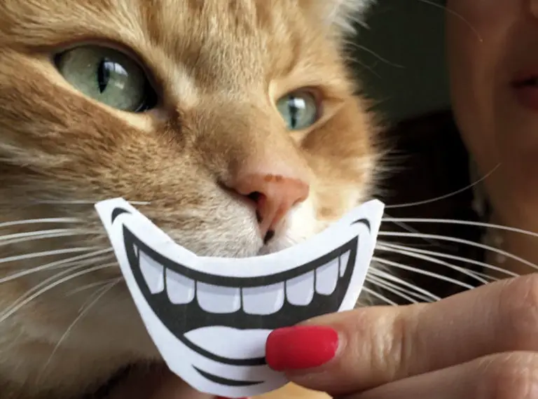 Cat Trilling: What Is It And What Does It Mean? – The Purrington Post