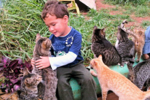 A Brave Kitty Named Bizzy – The Purrington Post