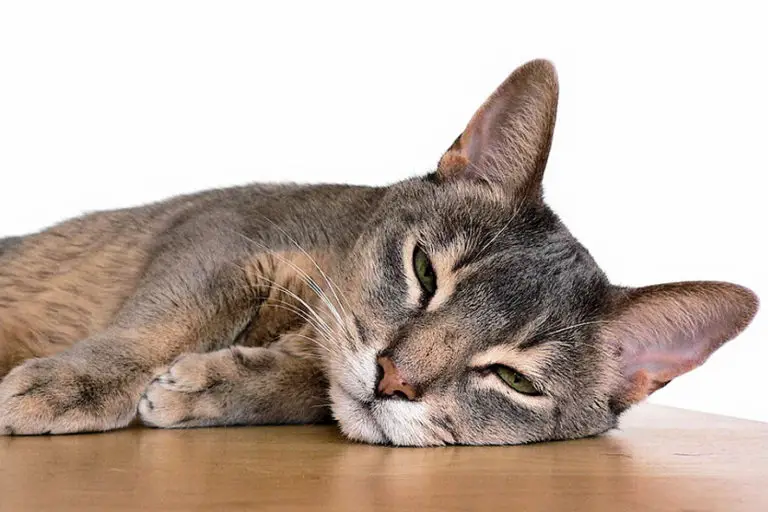 10 Popular Cat Breeds – The Purrington Post