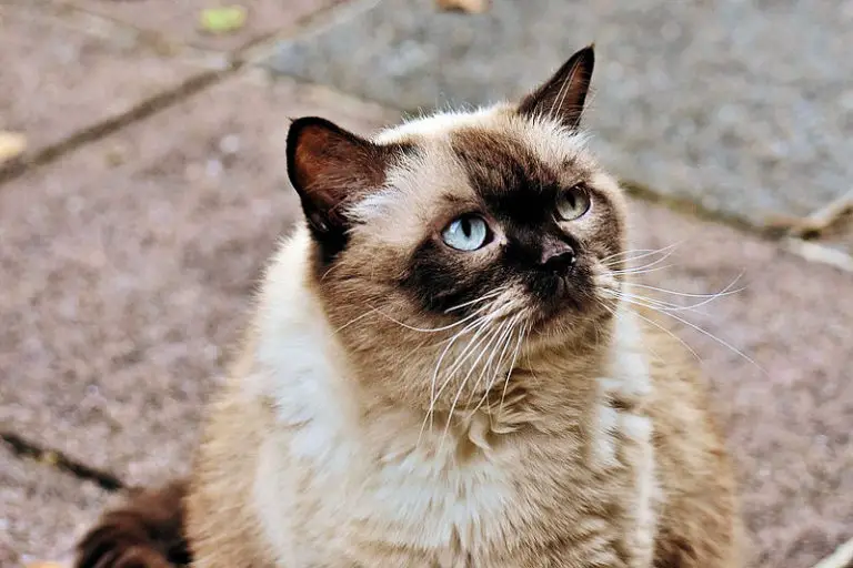 10 Popular Cat Breeds – The Purrington Post