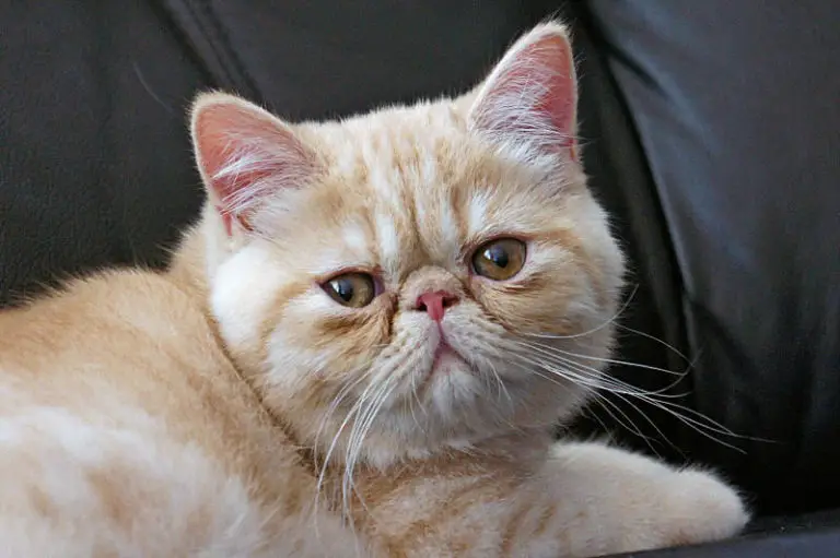 10 Popular Cat Breeds – The Purrington Post