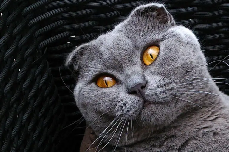 10 Popular Cat Breeds – The Purrington Post