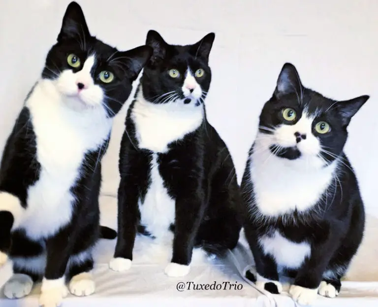 A Tribute to Tuxies and their ‘Tuxitude’ – The Purrington Post