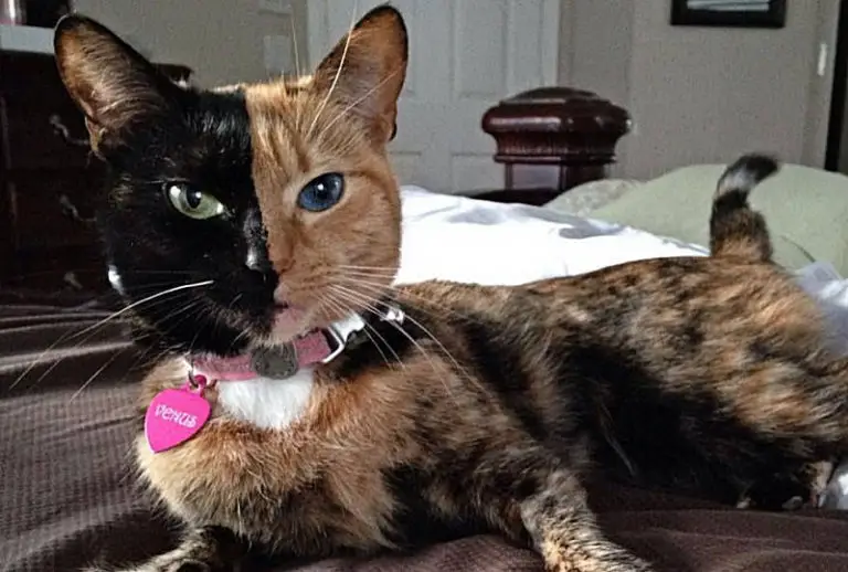 10 Cats Who Took the Internet by Storm - The Purrington Post