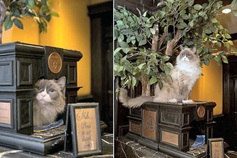 NYC’s Most Famous Feline – The Purrington Post