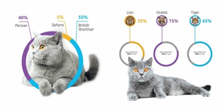 What Could Your Cat’s DNA Uncover? – The Purrington Post