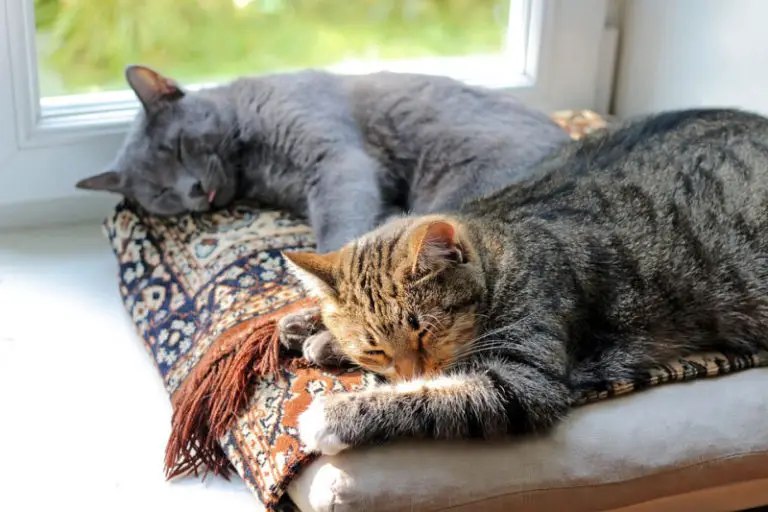 Cats and Hygge – The Purrington Post