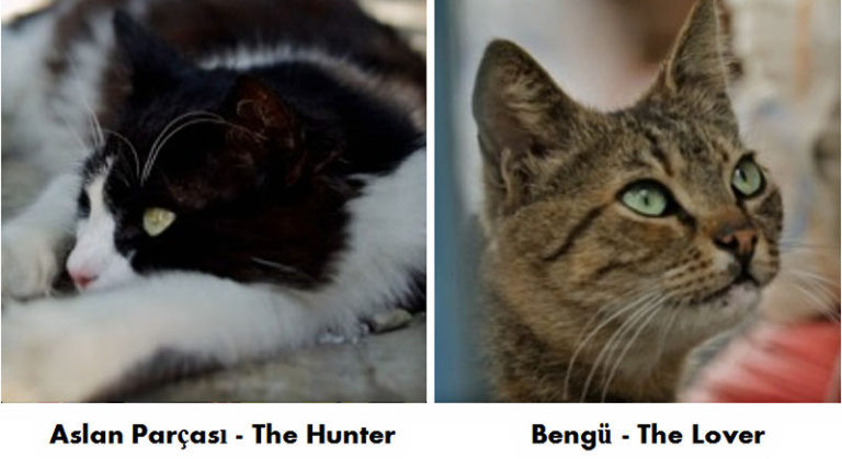 Kedi: A Documentary about 7 Street Cats – The Purrington Post