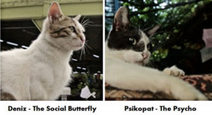 Kedi: A Documentary about 7 Street Cats – The Purrington Post