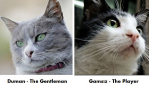 Kedi: A Documentary about 7 Street Cats – The Purrington Post