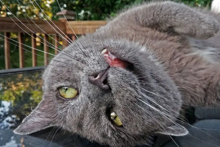 Why Felines Flip for Catnip – The Purrington Post