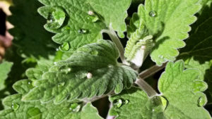 Why Felines Flip for Catnip – The Purrington Post