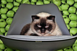 Why Felines Flip for Catnip – The Purrington Post