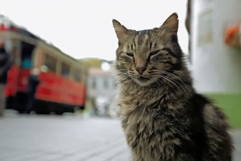 Kedi: A Documentary about 7 Street Cats – The Purrington Post