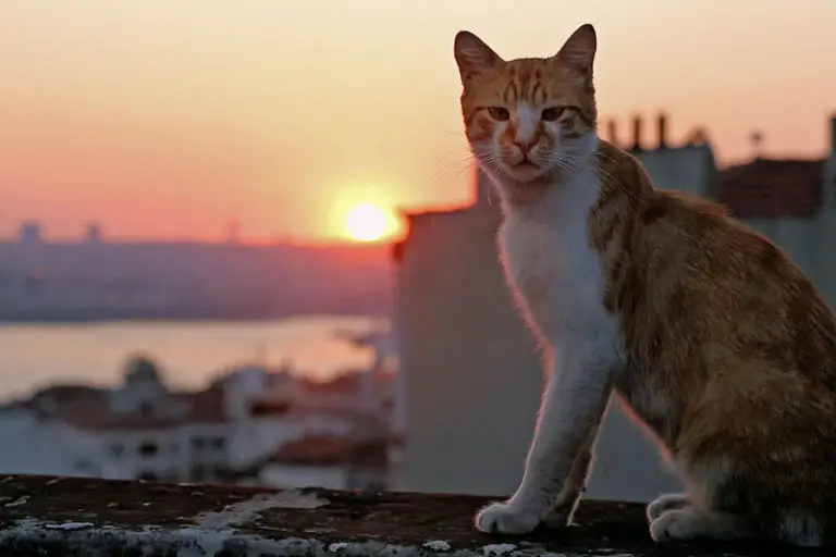Kedi: A Documentary about 7 Street Cats – The Purrington Post