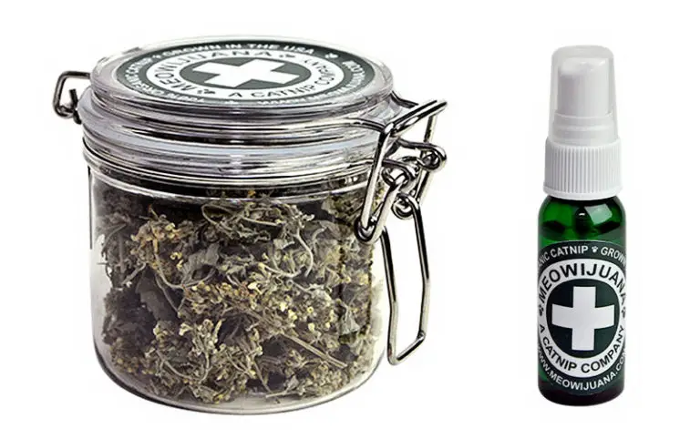 Why Felines Flip for Catnip – The Purrington Post