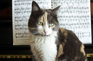 Do Cats Prefer Classical Music? – The Purrington Post
