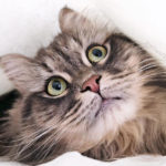 10 Popular Cat Breeds – The Purrington Post