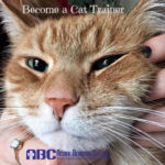 11 Cat Sounds and What They Mean – The Purrington Post