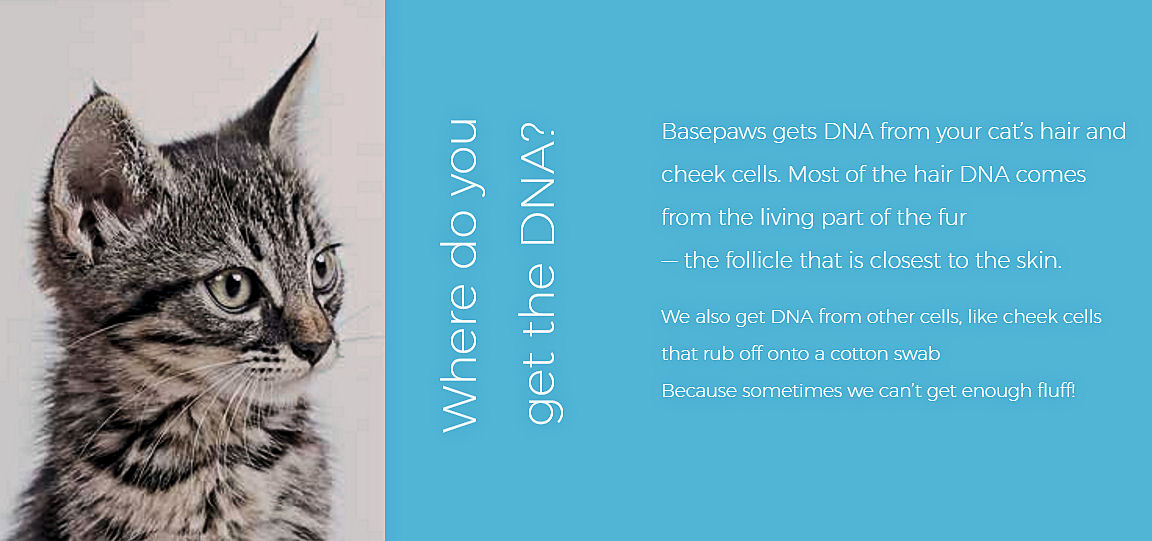 First Ever DNA Test for Cats – The Purrington Post