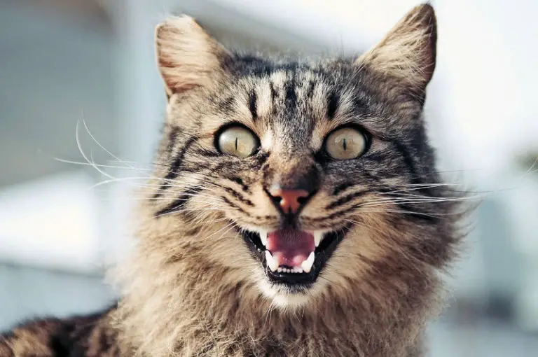 11 Cat Sounds and What They Mean – The Purrington Post