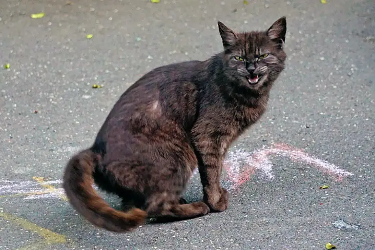 11 Cat Sounds and What They Mean – The Purrington Post