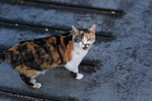 11 Cat Sounds and What They Mean – The Purrington Post