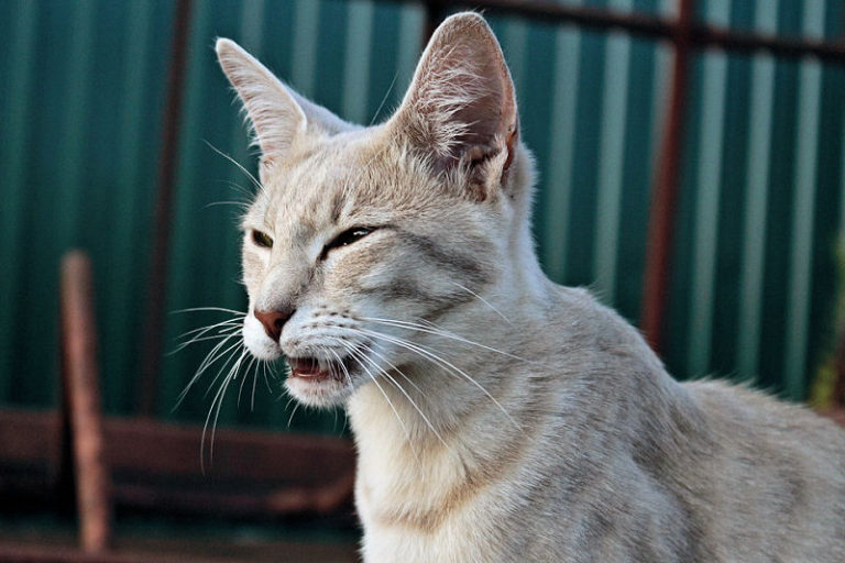 11 Cat Sounds and What They Mean – The Purrington Post