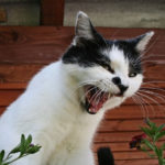 Cat Trilling: What Is It And What Does It Mean? – The Purrington Post