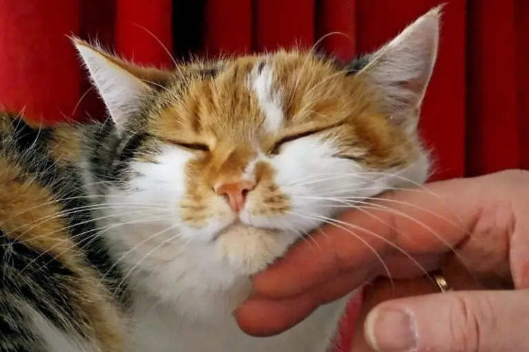 11 Cat Sounds and What They Mean – The Purrington Post